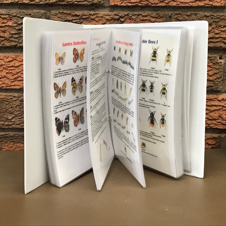 Uk British Flies Diptera Insect Insects Stock Photos Uk