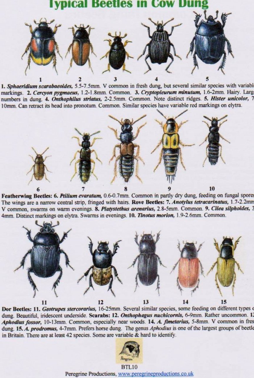Typical Beetles in Cow Dung / Common Dung Beetles - BTL10: NHBS ...