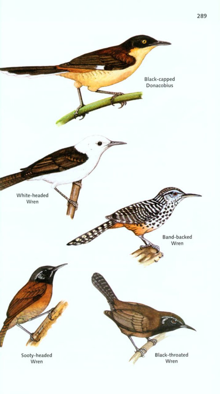 The Birds of Panama: A Field Guide: George R Angehr and Robert Dean: NHBS